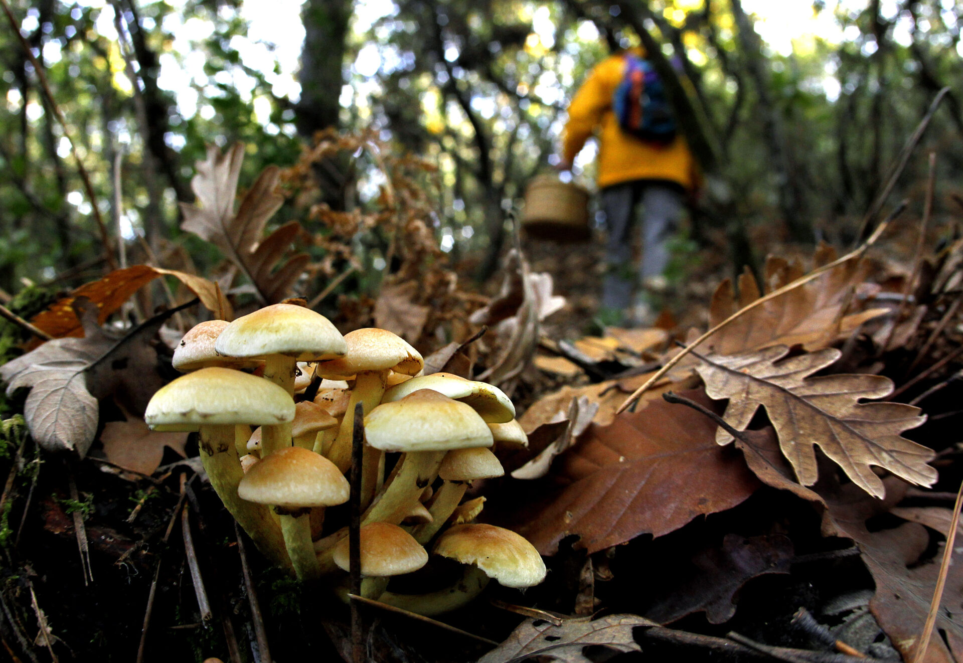Protección Civil insiste en equiparse adecuadamente para buscar setas ...